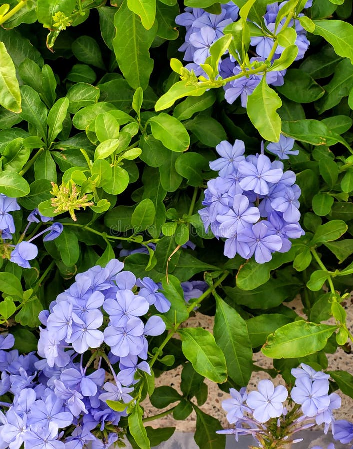 A nice blue flowers stock photo. Image of herb, blossom - 246957146