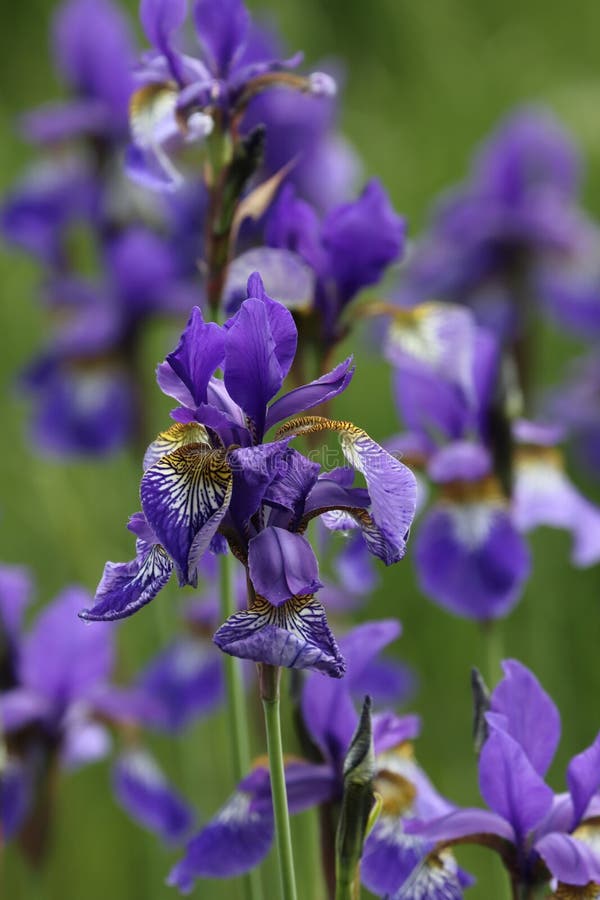 Nice blue iris blossom stock image. Image of plant, larger - 249877063