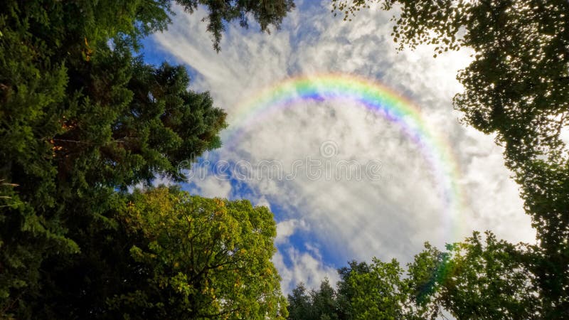 Nice Blue Sky with Clouds, Big Greenery Branches, View from Below ...