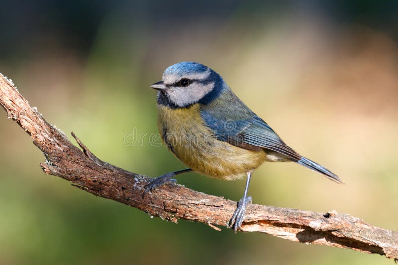 Nice Tit with Blue Head Looking Up Stock Image - Image of nature, blue ...
