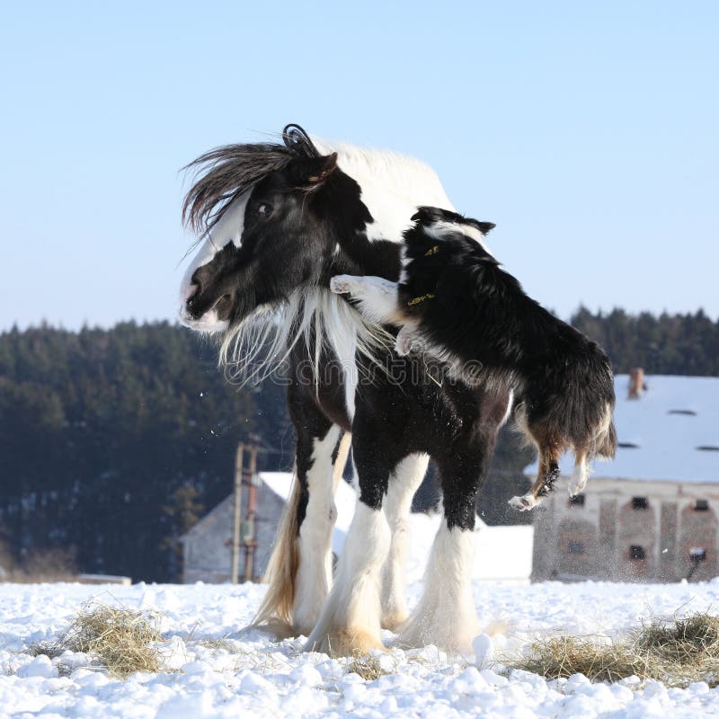 Irish Cob Playing with Border Collie Stock Image - Image of action ...