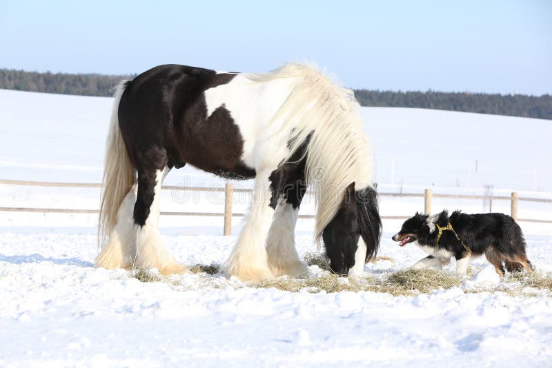 Irish Cob Playing with Border Collie Stock Image - Image of action ...