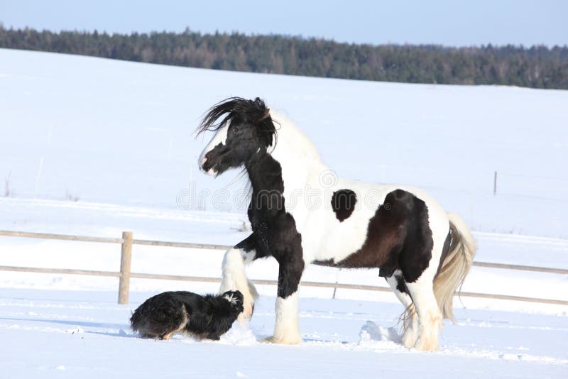 Nice Border Collie Playing with a Horse Stock Photo - Image of move ...