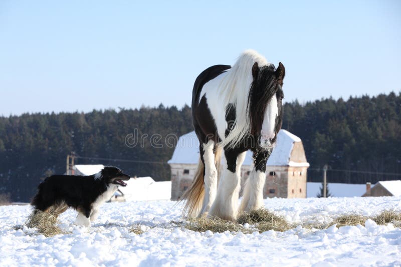Nice Border Collie Playing with a Horse Stock Image - Image of action ...
