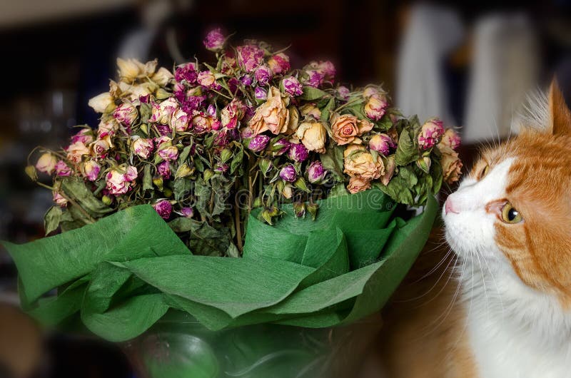 Nice Bouquet of Dried Roses and Red Cat Stock Photo - Image of season ...