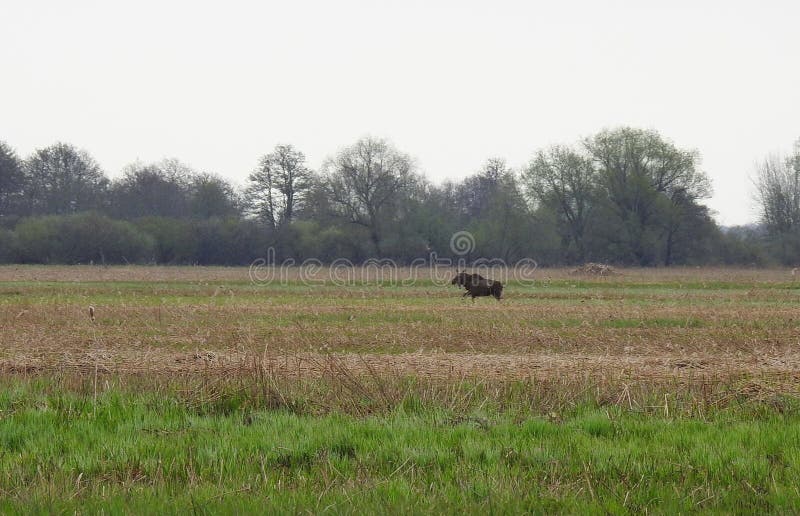 Elk Animal in Spring Field, Lithuania Stock Photo - Image of background ...