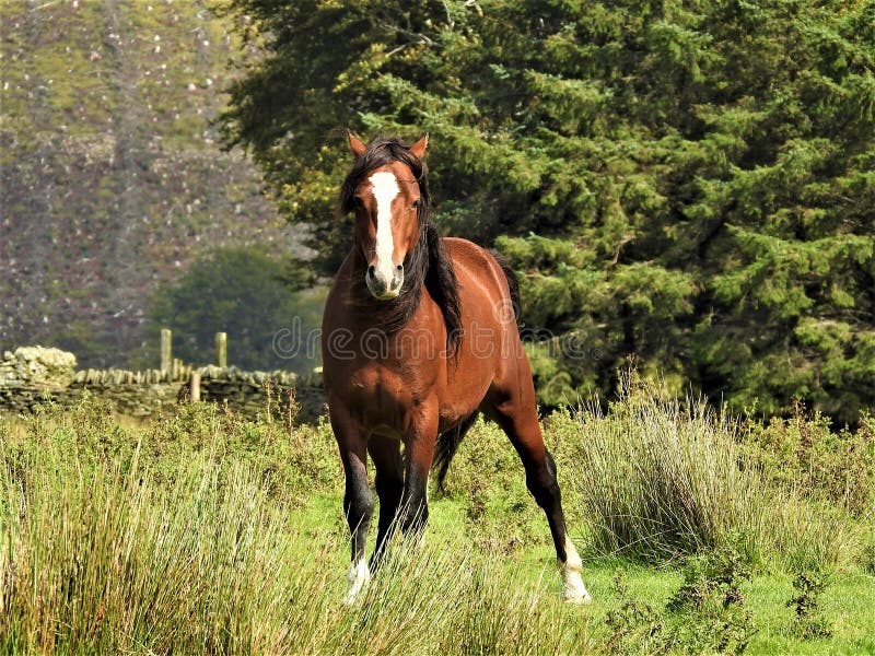 Brown Horse Looking Forward Stock Photo - Image of green, forward ...