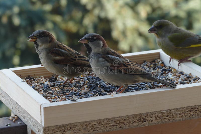 Sparrow stock image. Image of eurasian, nature, colorful - 105444351