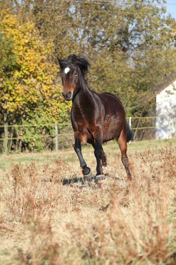 Nice Brown Pony Running in Autumn Stock Photo - Image of equestrian ...