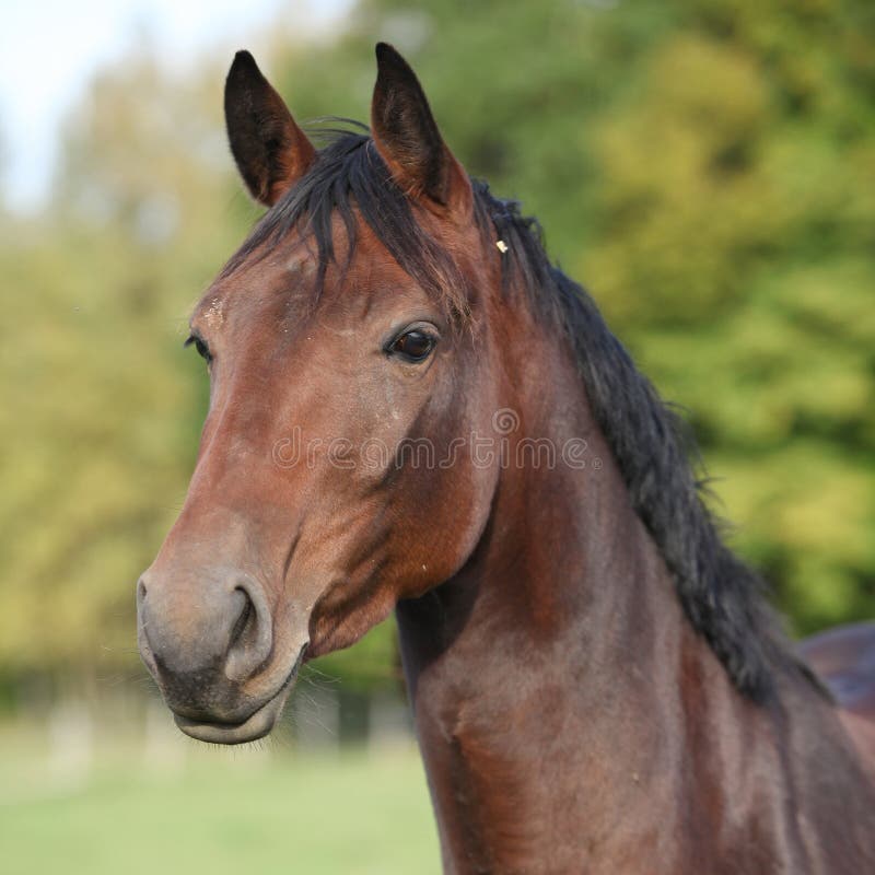 Nice Brown Warmblood with Black Mane Stock Image - Image of still ...