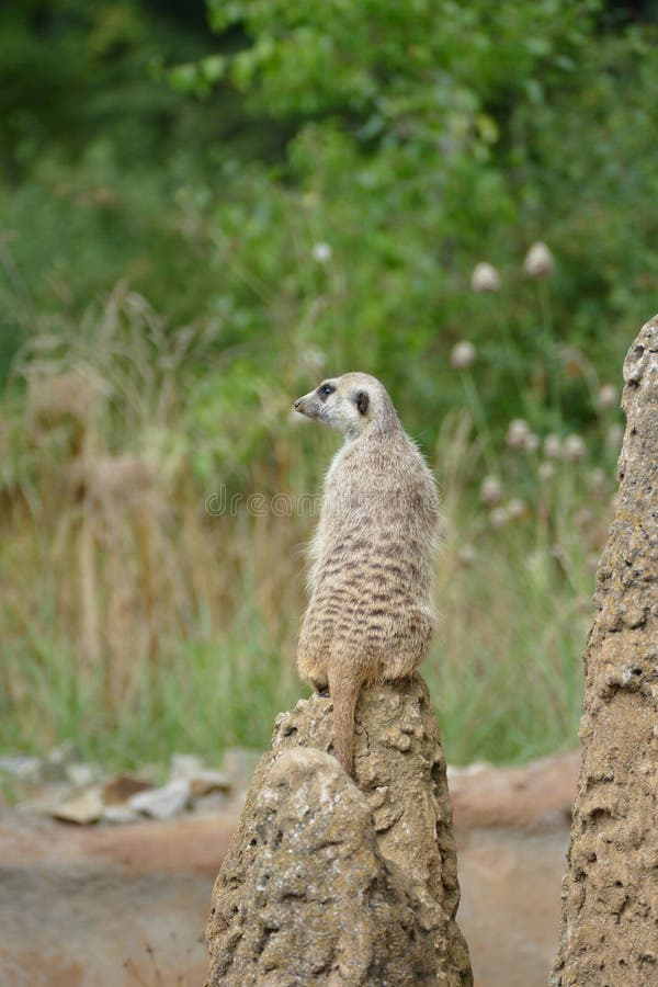 Nice brown wild meerkat stock photo. Image of smile - 156857168