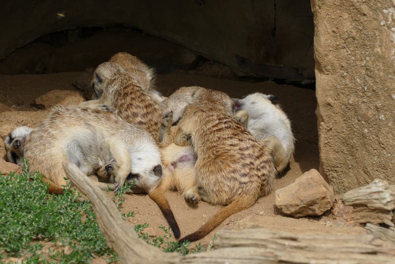 Nice brown wild meerkat stock photo. Image of smile - 156857350