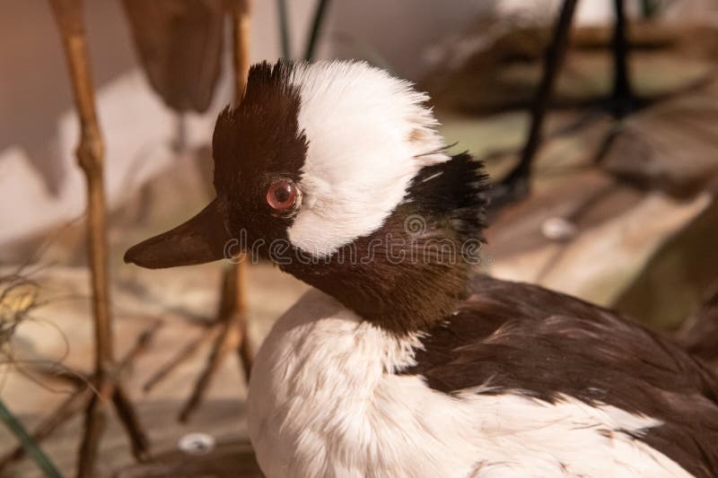 A Nice Buffalo Duck with White and Black Head Stock Photo - Image of ...