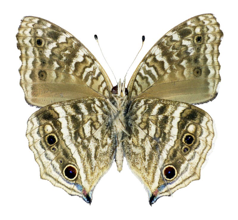 Nice Butterfly with Fancy Pattern on Wings Precis Rhadama Back Side ...