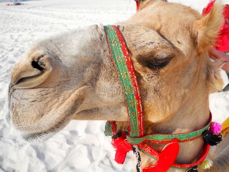 Nice Calm Camel stock image. Image of summer, muzzle - 130558227