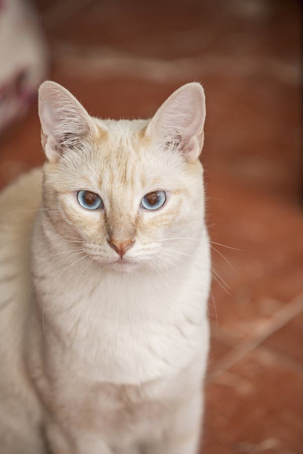 A Nice Calm White Cat Staring Stock Photo - Image of animals, sweet ...