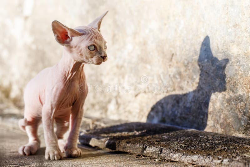 Sphynx Little Pink Cat without Fur and Her Shadow in Concrete ...