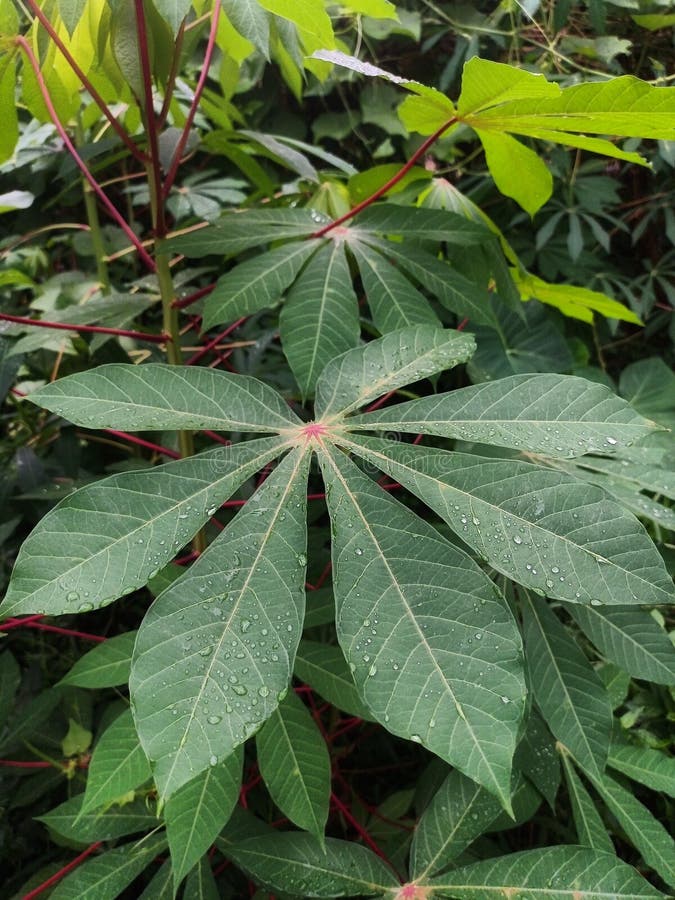 Nice cassava leaf shots stock photo. Image of tree, herb - 266542384