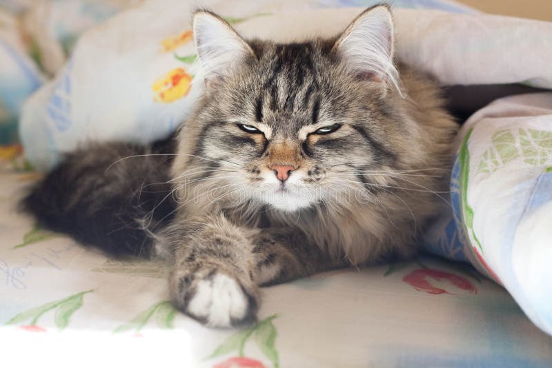 Nice cat stock image. Image of wool, mustache, home, cute - 19931965