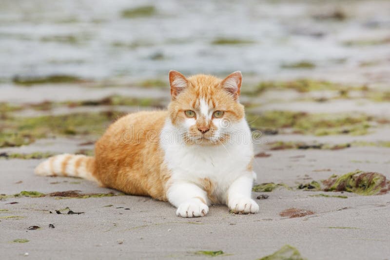 Nice cat stock photo. Image of domestic, beautiful, water - 26159396