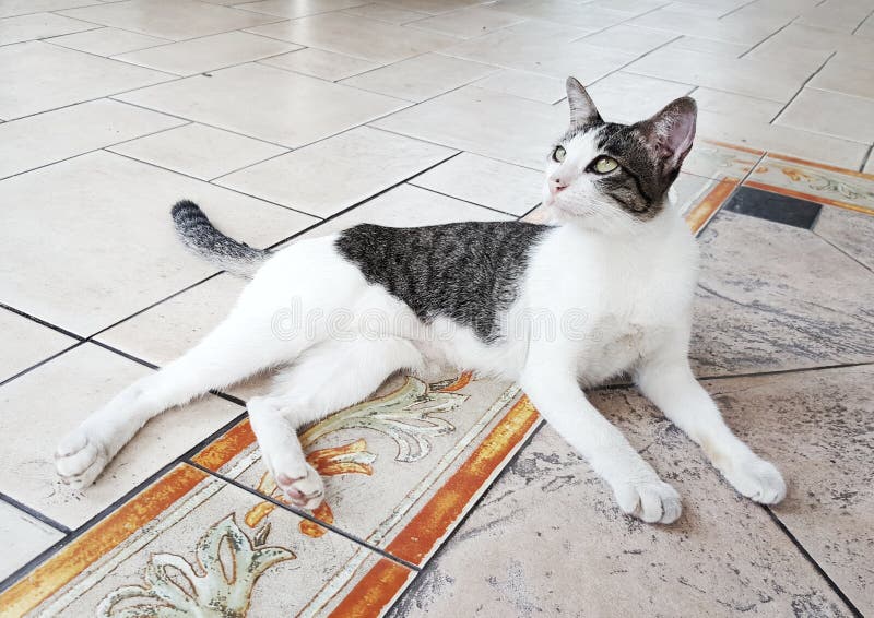 Nice cat stock photo. Image of nice, twotone, floor, acting - 96129258