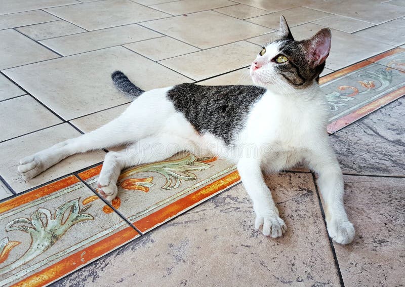 Nice cat stock image. Image of kitten, floor, fauna, tail - 96129283