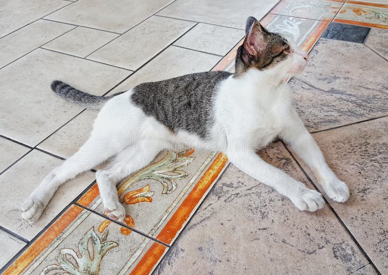 Nice cat stock image. Image of carnivoran, nice, grey - 96129285