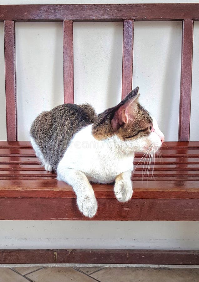 Nice cat stock photo. Image of grey, whiskers, snout - 96129354