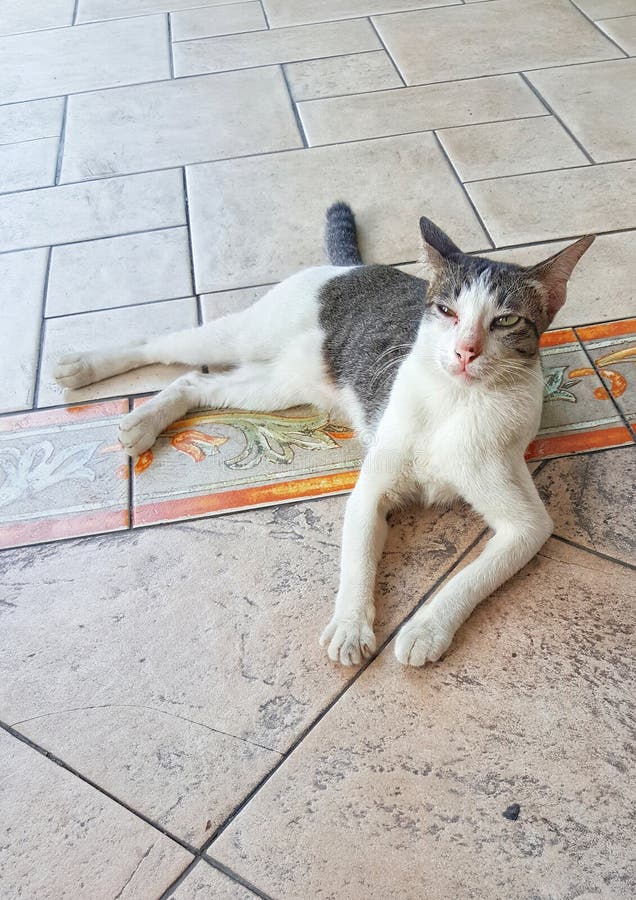 Nice cat stock photo. Image of flooring, fauna, whiskers - 96129472