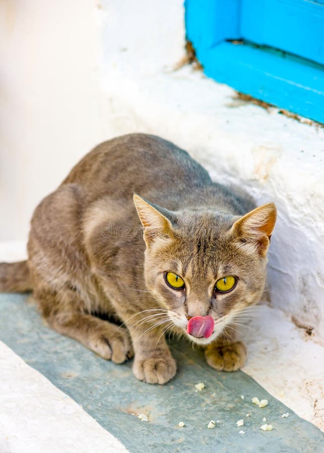 Nice cat stock photo. Image of outdoor, color, hellas - 40087496