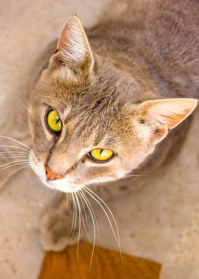 Nice cat stock image. Image of holiday, calm, live, closeup - 40087541