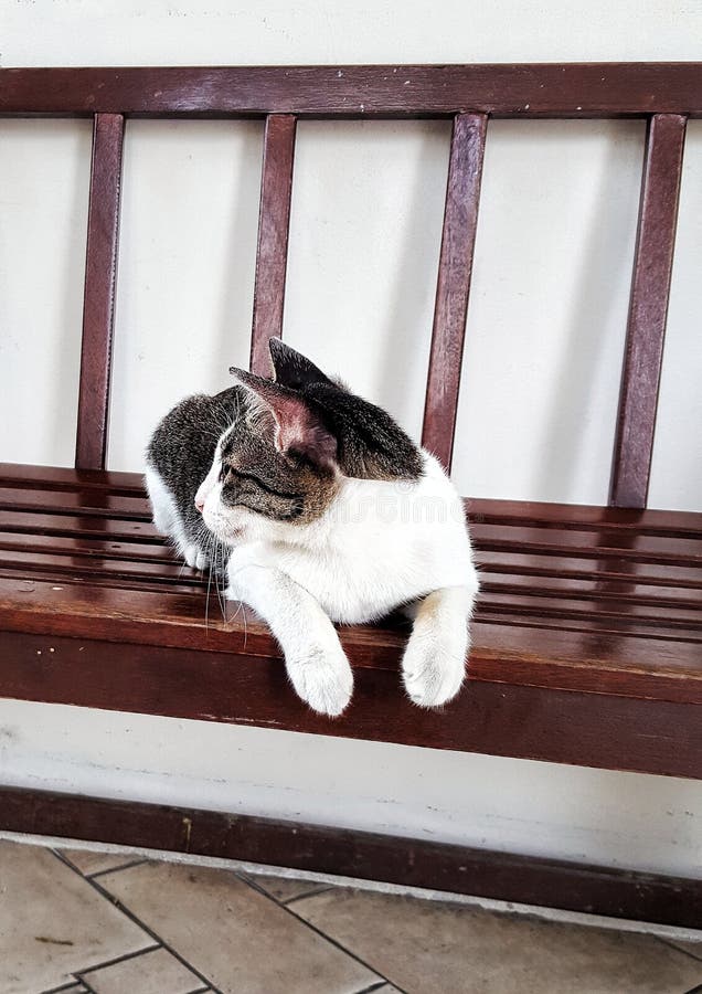 Nice cat stock photo. Image of twotone, grey, floor, nice - 96129394