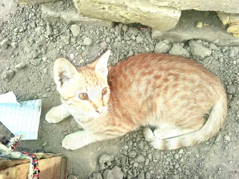 Cat Eag Stock Photos - Free & Royalty-Free Stock Photos from Dreamstime