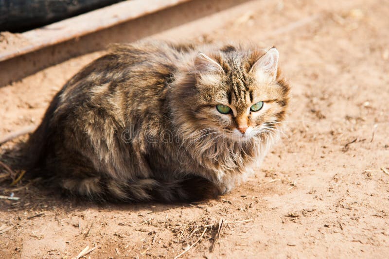 Nice cat in the counry stock image. Image of animal, mammal - 90615193