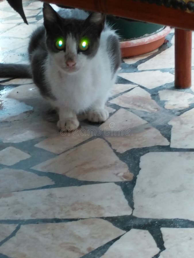 Nice Cat stock photo. Image of eyes, antalya, nice, floor - 80440476