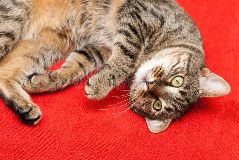 Nice cat has a rest stock image. Image of carpet, relaxation - 23131715