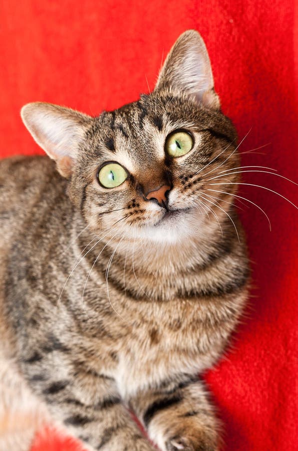 Nice cat has a rest stock image. Image of feline, animals - 23131719