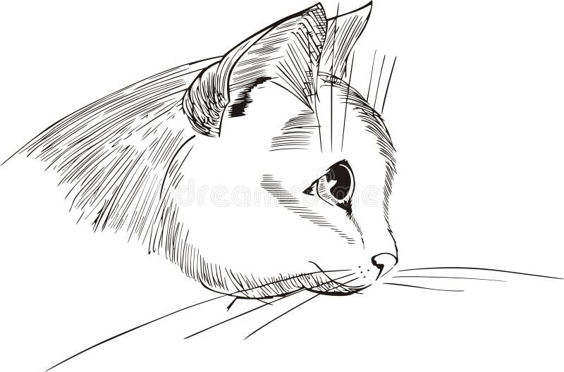 Nice cat head design stock vector. Illustration of elegant - 17436733