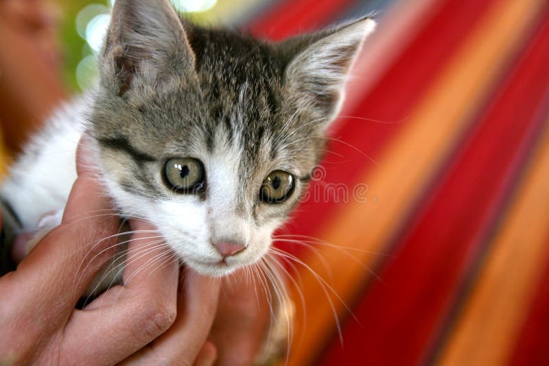 Nice cat stock photo. Image of jewish, city, angle, cloudy - 59497698