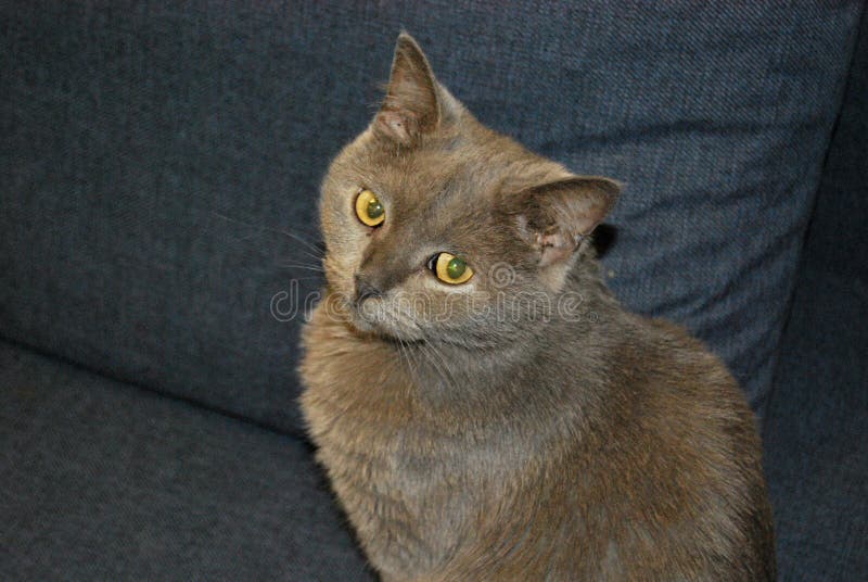 Nice cat my favorite stock image. Image of carnivore - 267390731