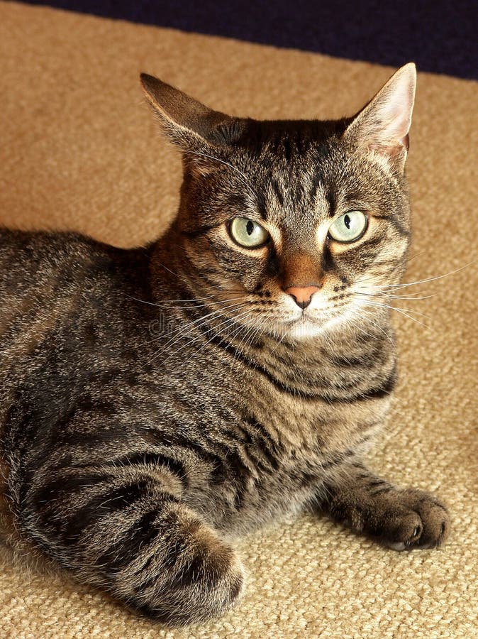 Nice cat portrait stock photo. Image of cute, breed, eyes - 2035848