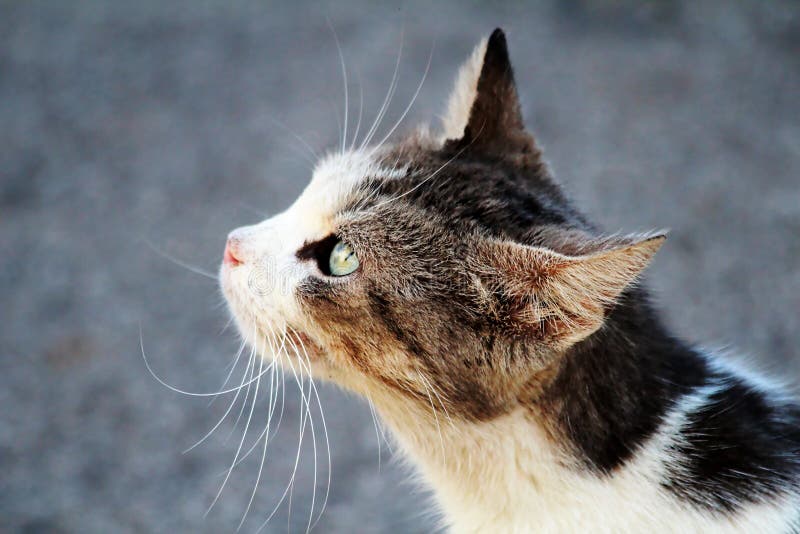 Nice Cat Portrait in Summer Stock Photo - Image of eyes, hackles: 38360064