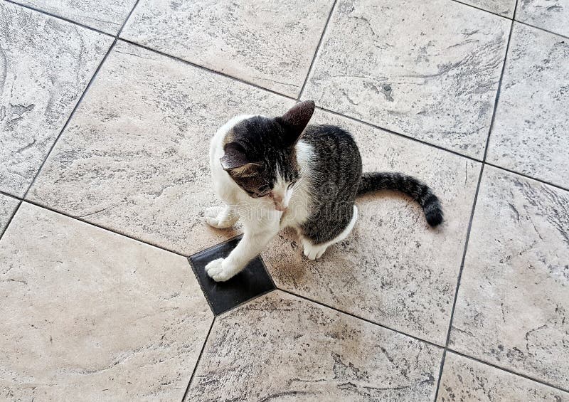 Nice cat stock image. Image of snout, carnivoran, flooring - 96129317