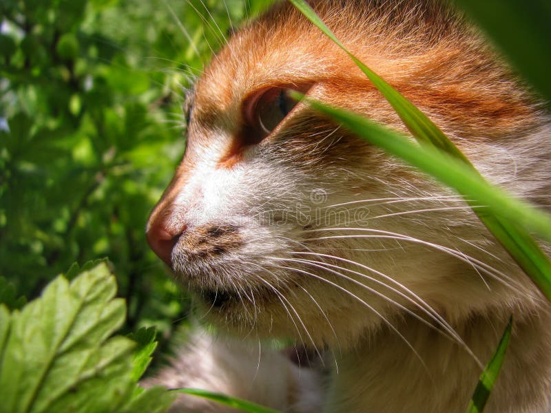 Nice cat stock photo. Image of beautiful, summer, nice - 90626528
