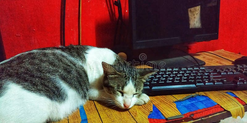 Nice Cats Sleeping on the Table Near Keyboard Stock Photo - Image of ...