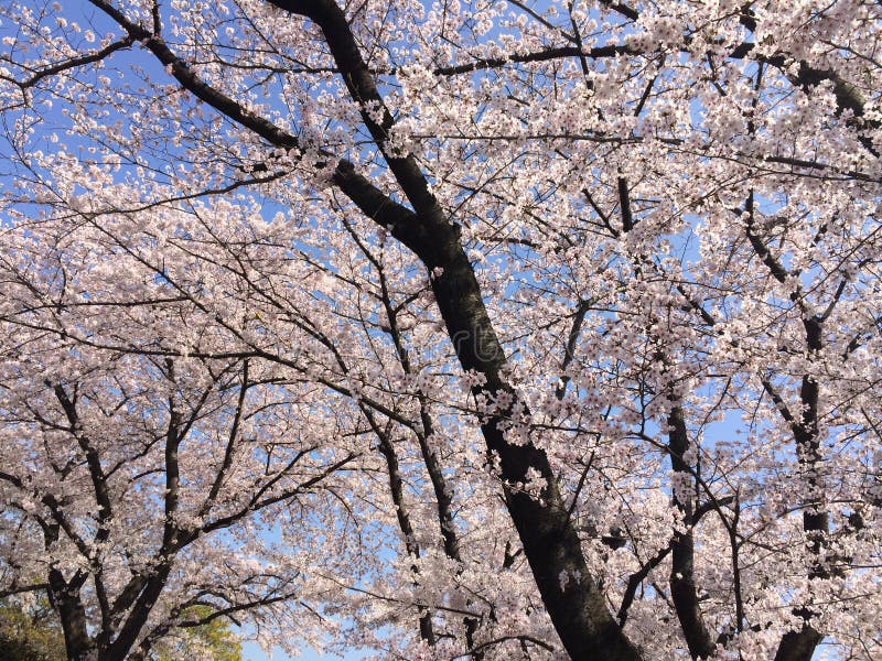 The Nice Cherry Blossoms in Full Bloom Stock Image - Image of full ...