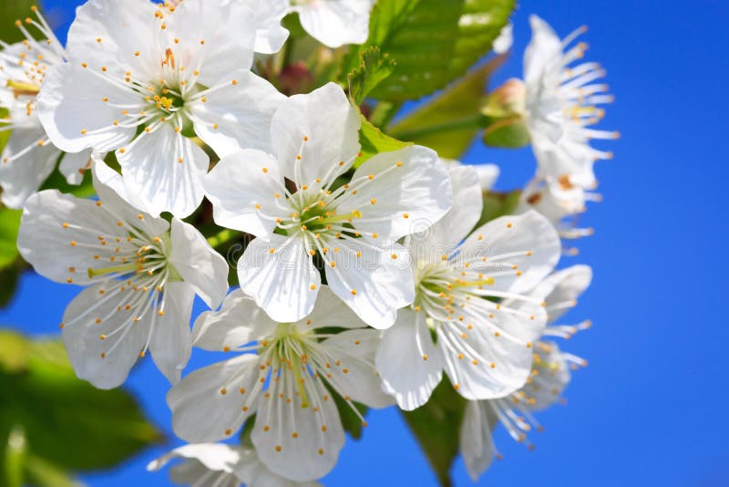 Nice cherry tree blooming stock image. Image of flower - 53344447
