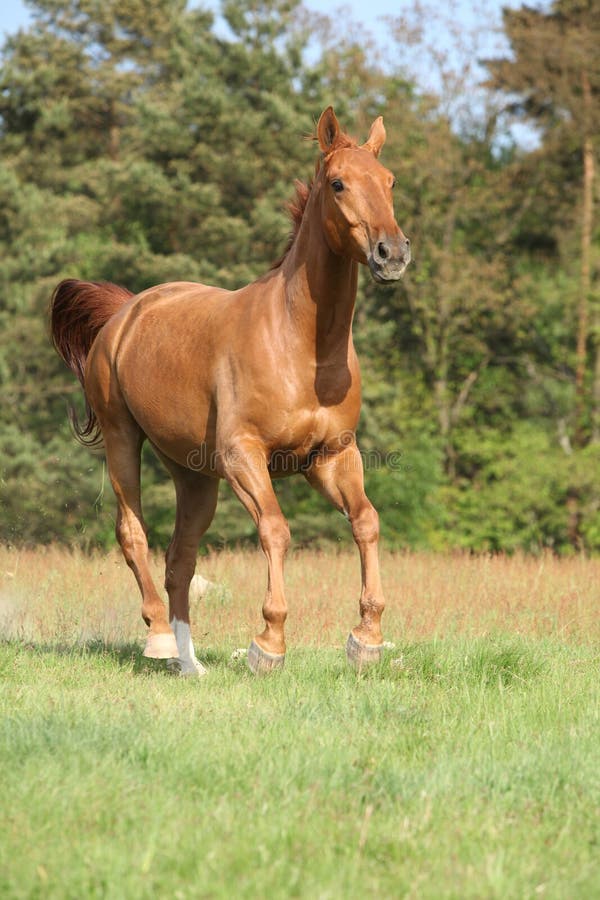 Nice Chestnut Horse Running in Freedom Stock Image - Image of color ...