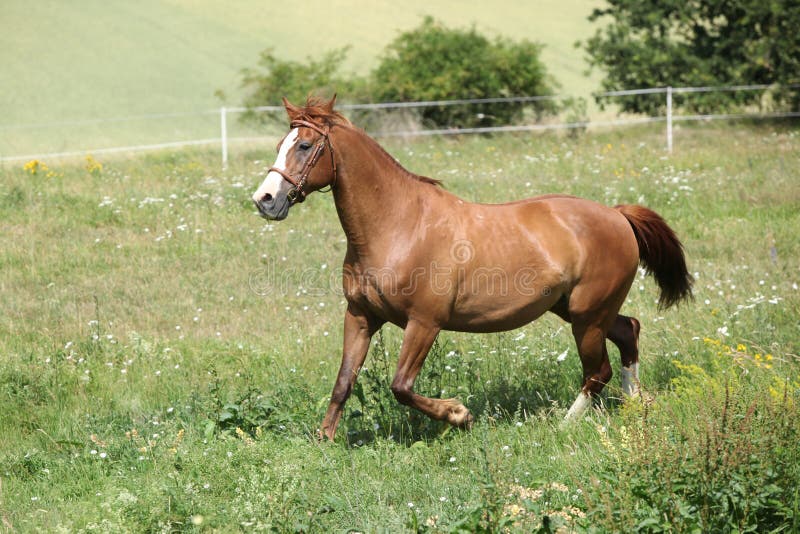 Nice Chestnut Horse Running on Meadow Stock Photo - Image of meadow ...