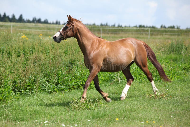 Nice Chestnut Arabian Horse Running in Paddock Stock Photo - Image of ...